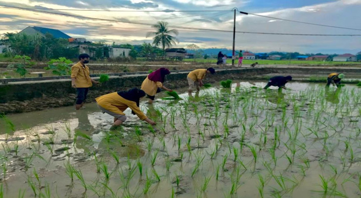 Mahasiswa KKN Bantu Petani Menanam Padi | Universitas Mulawarman